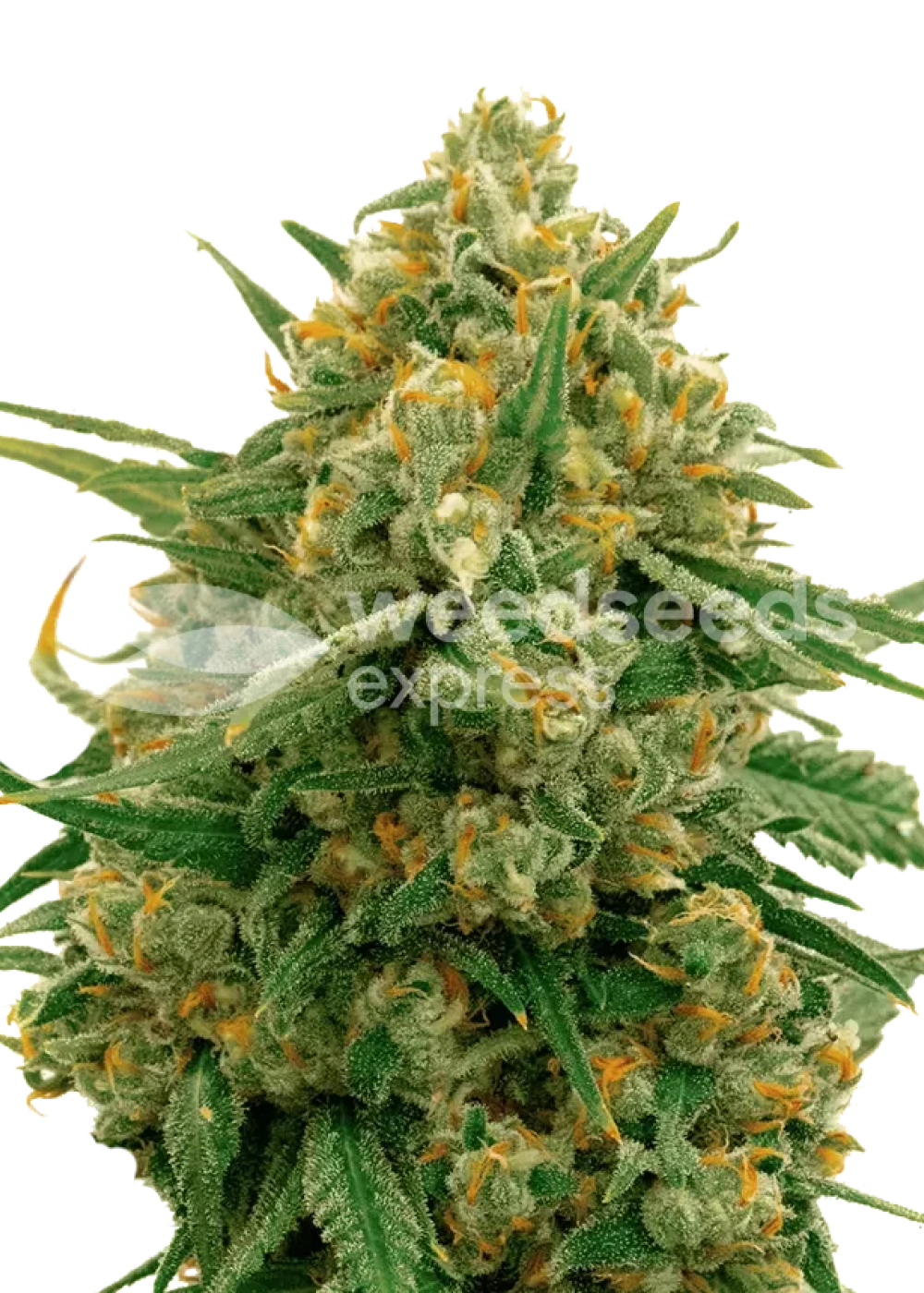 CBD Express autoflower seeds Strain Info / CBD Express autoflower seeds ...