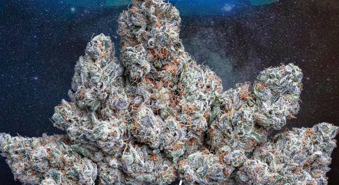 Space Center Strain Info / Space Center Weed By Jungle Boys - GrowDiaries