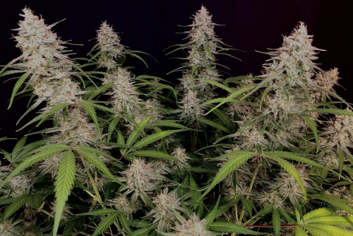 Bruce Banner Auto Strain Info / Bruce Banner Auto Weed By Fast Buds ...