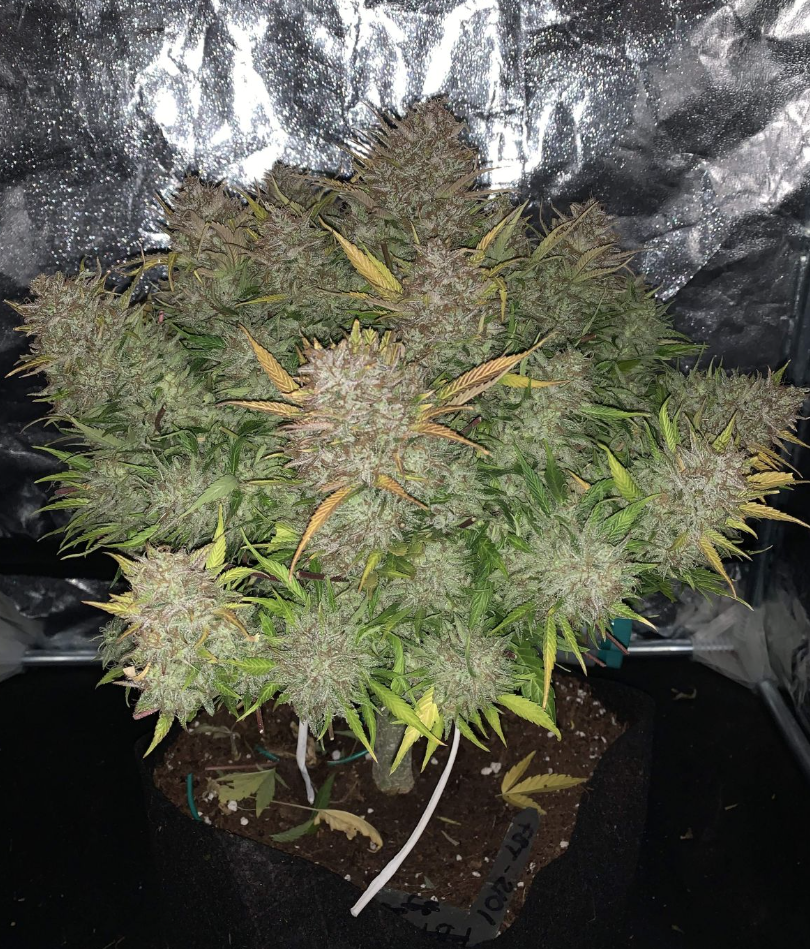 Bruce Banner Auto Strain Info / Bruce Banner Auto Weed By Fast Buds ...