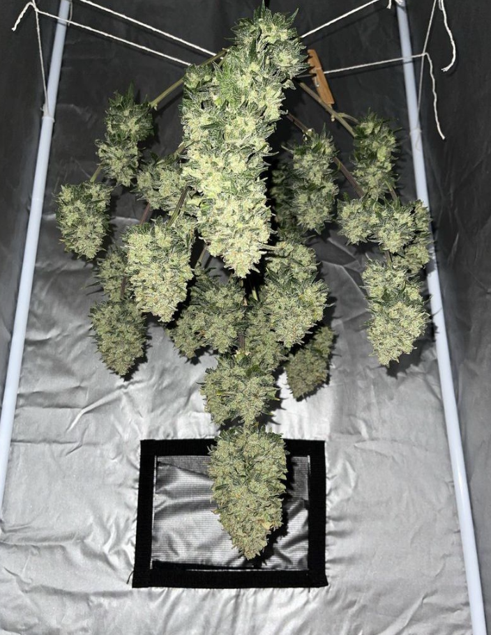 Mimosa Cake Auto Strain Info / Mimosa Cake Auto Weed By Fast Buds ...