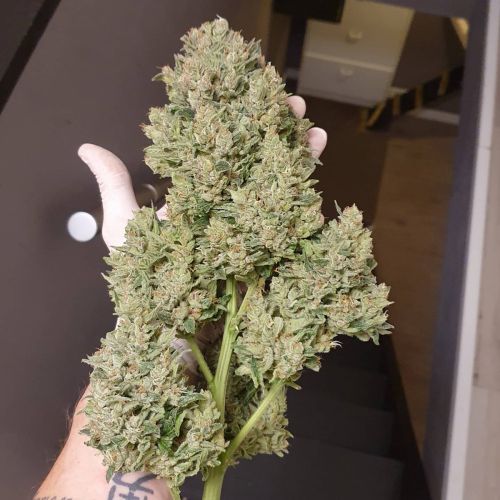 Forbidden Runtz Auto / Fast Buds strain info - GrowDiaries
