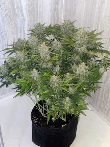 Forbidden Runtz Auto / Fast Buds strain info - GrowDiaries