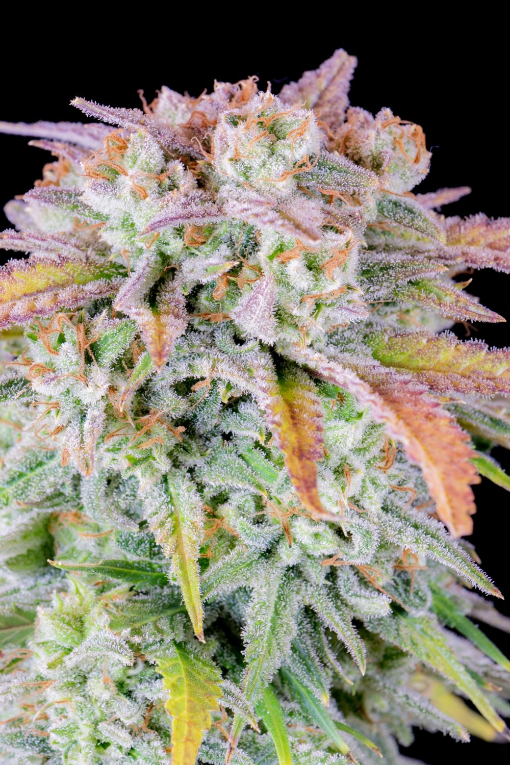 Afghan Kush Auto Strain Info / Afghan Kush Auto Weed By Fast Buds ...