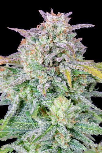 Afghan Kush Auto Strain Info / Afghan Kush Auto Weed By Fast Buds ...