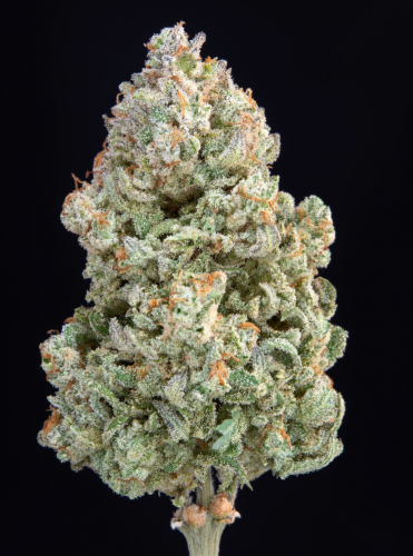 Afghan Kush Auto Strain Info / Afghan Kush Auto Weed By Fast Buds ...
