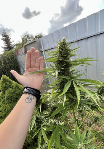 Afghan Kush Auto Strain Info / Afghan Kush Auto Weed By Fast Buds ...