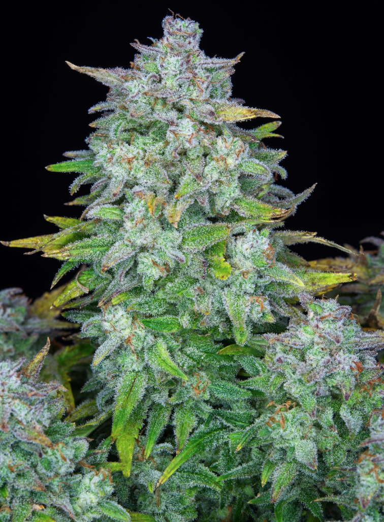 Afghan Kush Auto Strain Info / Afghan Kush Auto Weed By Fast Buds ...