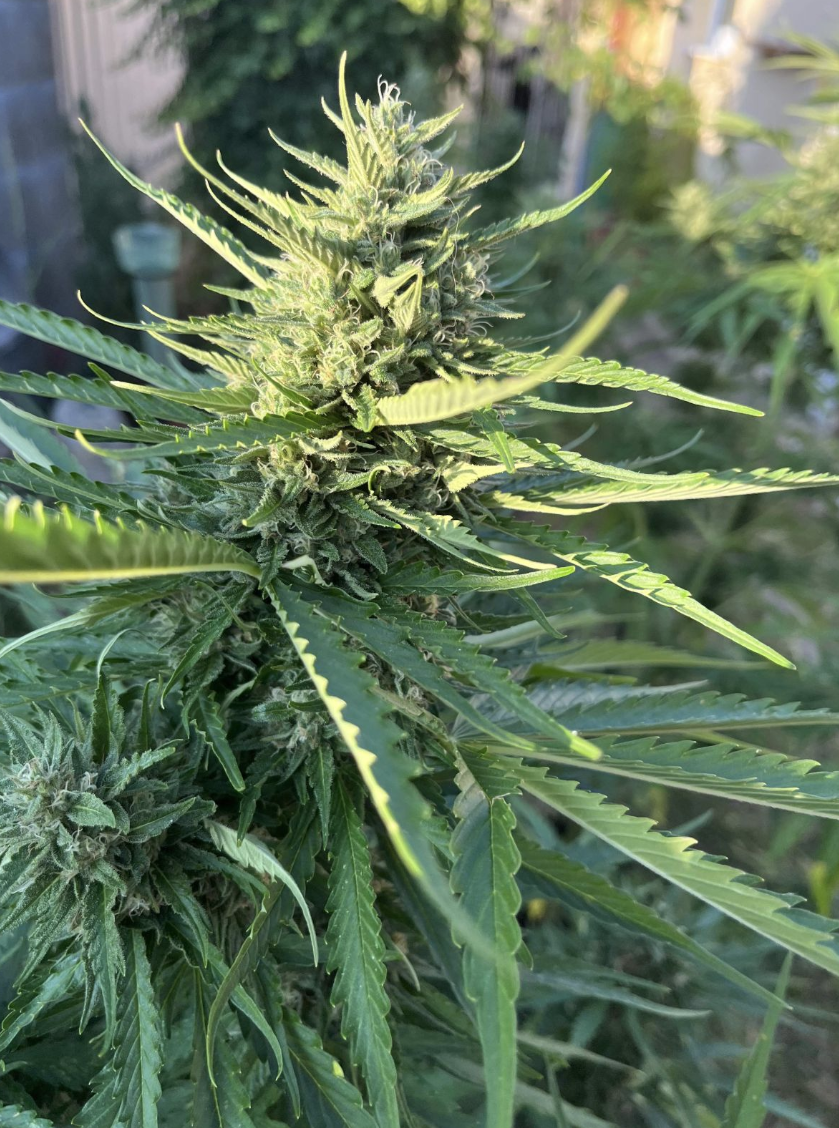 Afghan Kush Auto Strain Info / Afghan Kush Auto Weed By Fast Buds ...