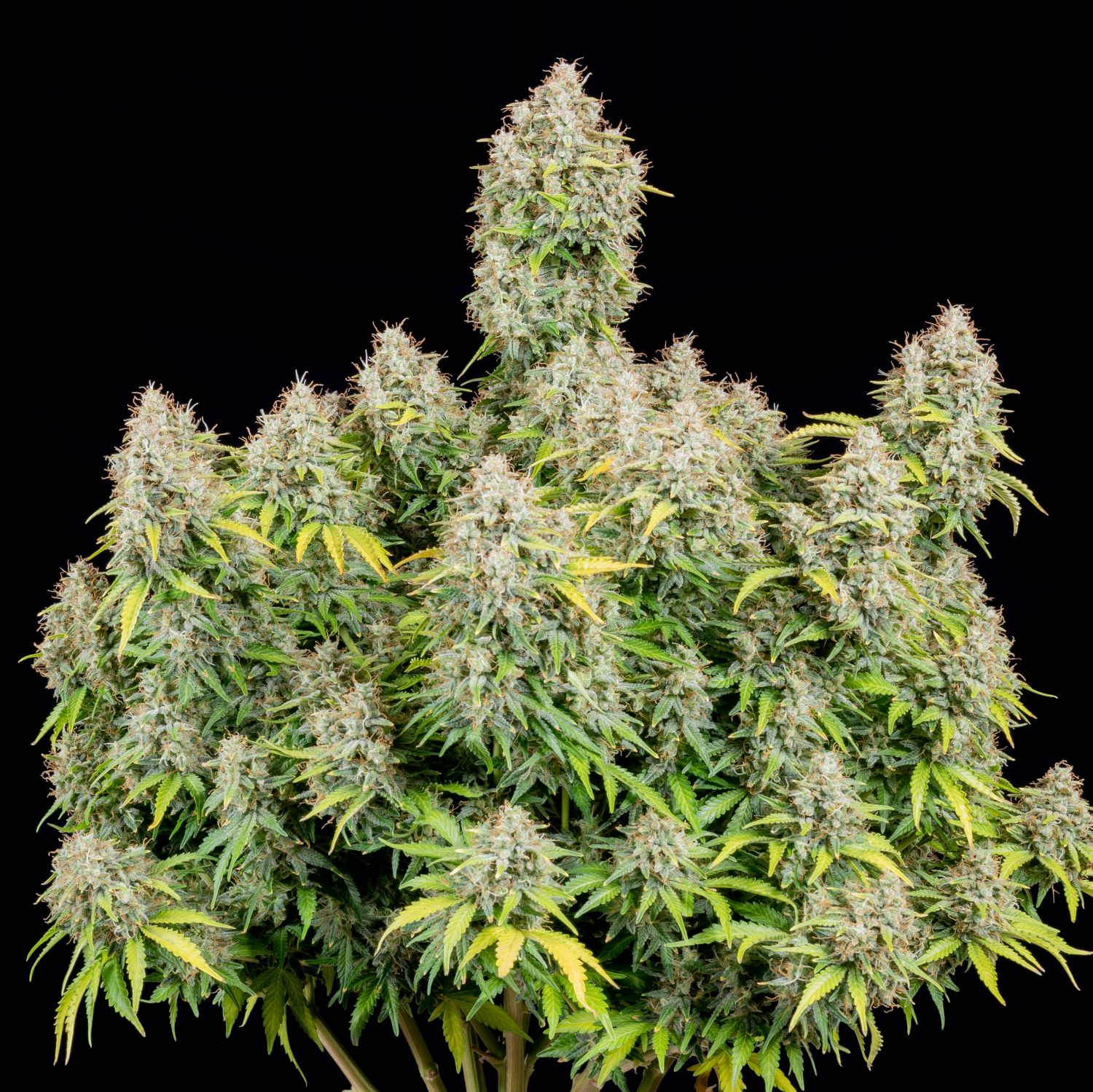 Cinderella Auto Strain Info / Cinderella Auto Weed By Fast Buds ...