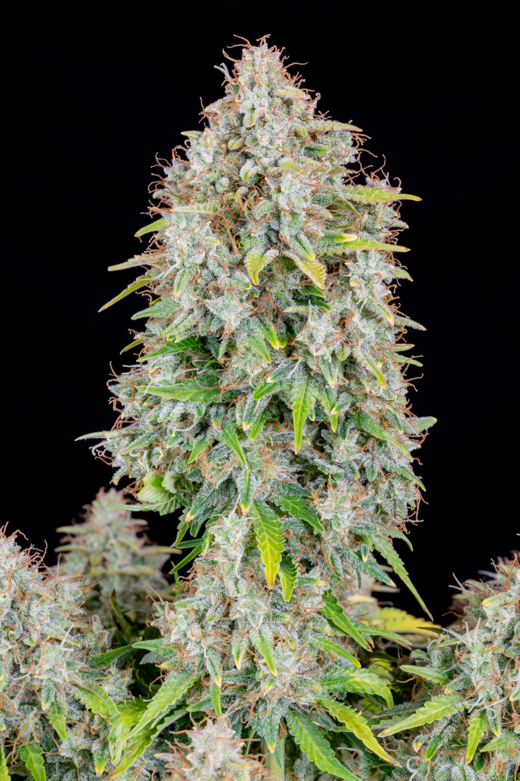 Cinderella Auto Strain Info / Cinderella Auto Weed By Fast Buds ...