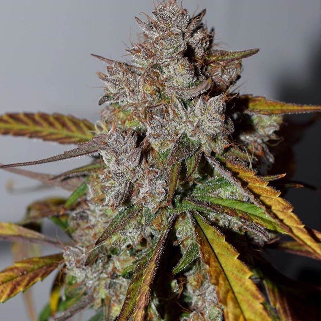 Mango Smile Strain Info / Mango Smile Weed By Mephisto Genetics ...