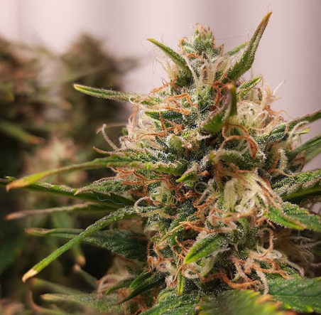 Larry Lemon OG Auto Strain Info / Larry Lemon OG Auto Weed By Seedsman ...