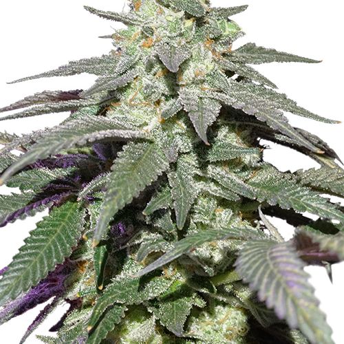 Auto Skywalker Haze Strain Info / Auto Skywalker Haze Weed By Dutch ...