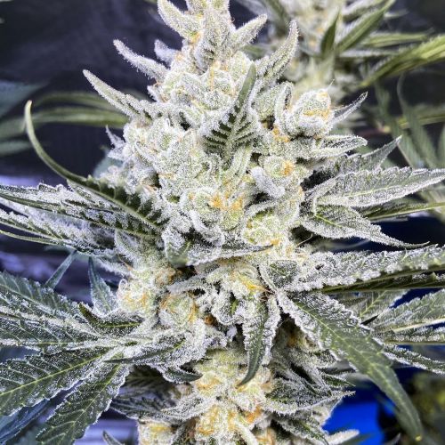 Grease Bucket Strain Info / Grease Bucket Weed By Symbiotic Genetics ...