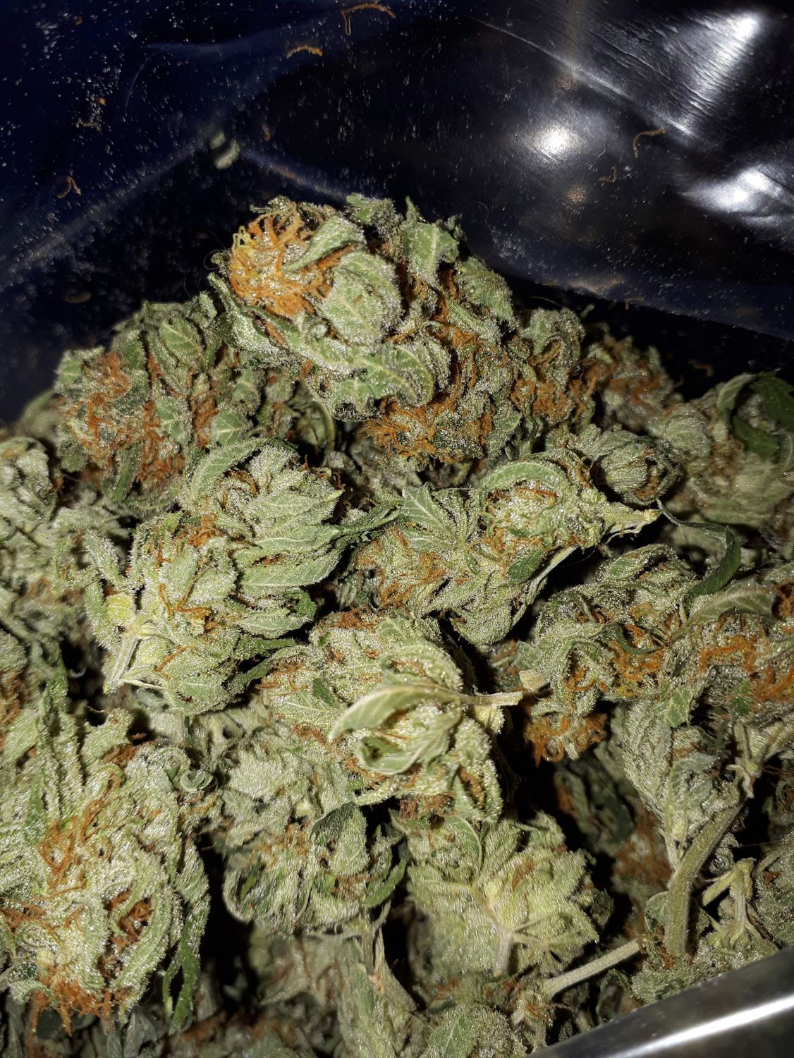 Chemdog Feminized Seeds Strain Info / Chemdog Feminized Seeds Weed By ...