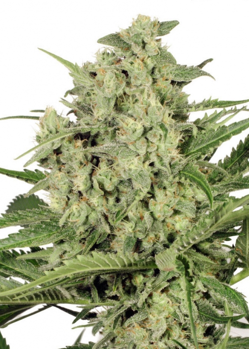 Dutch Cheese Strain Info / Dutch Cheese Weed By Dutch Passion - GrowDiaries