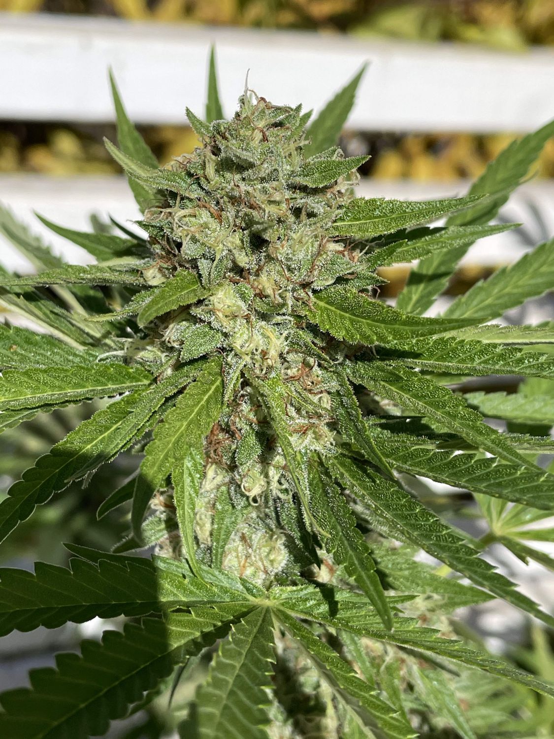 Cobra Kai Strain Info / Cobra Kai Weed By Norstar Genetics - GrowDiaries