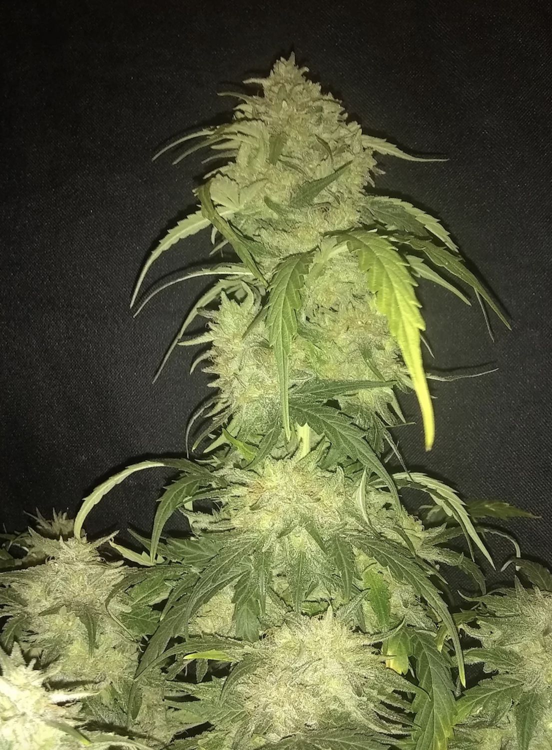 Sour Raspberry Kush Auto Strain Info / Sour Raspberry Kush Auto Weed By ...