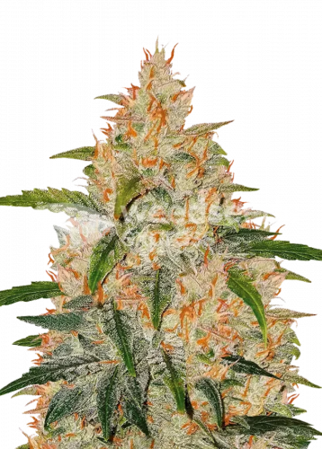 Zkittlez autoflower seeds Strain Info / Zkittlez autoflower seeds Weed ...