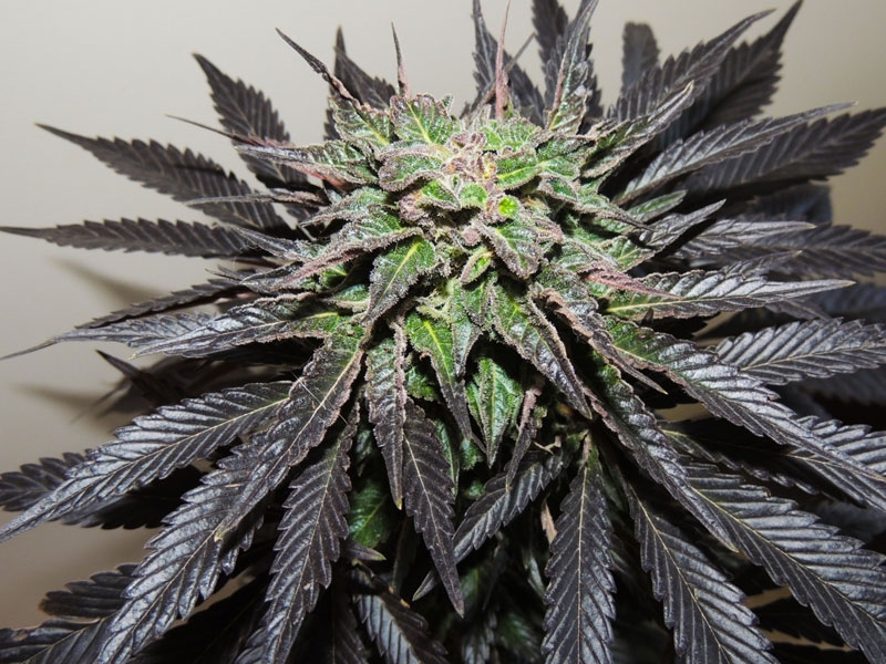 Night Queen Strain Info / Night Queen Weed By Dutch Passion - GrowDiaries
