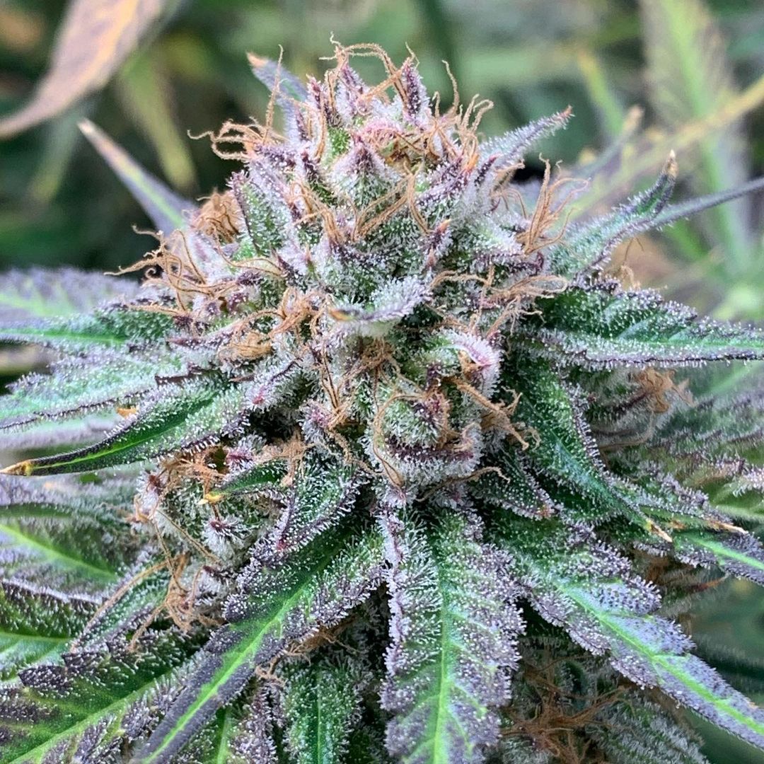 Lithium Og Kush Autoflower Strain Info / Lithium Og Kush Autoflower ...