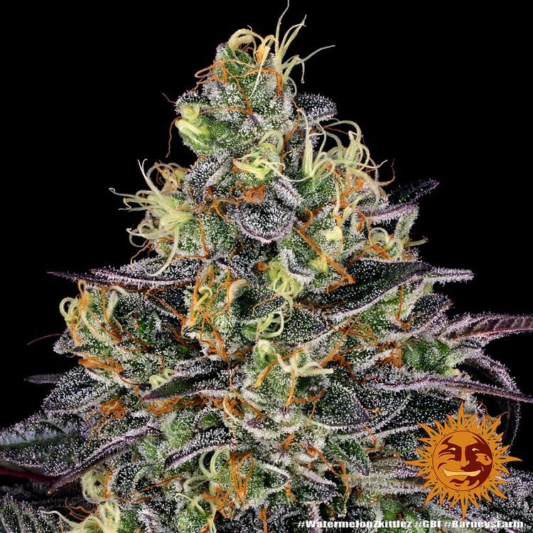 Watermelon Zkittlez Strain Info / Watermelon Zkittlez Weed By Barney's ...