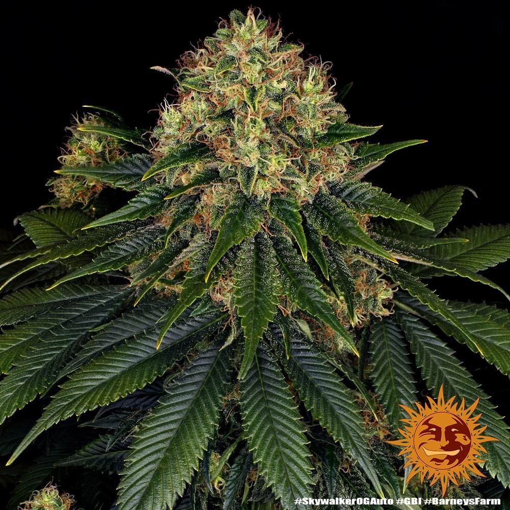 Skywalker OG Auto Strain Info / Skywalker OG Auto Weed By Barney's Farm ...