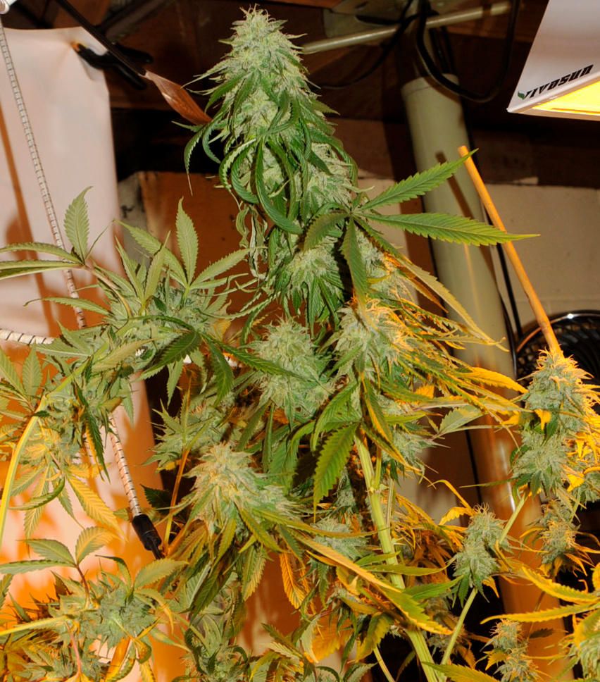 NYC Diesel Strain Info / NYC Diesel Weed By ILGM - GrowDiaries