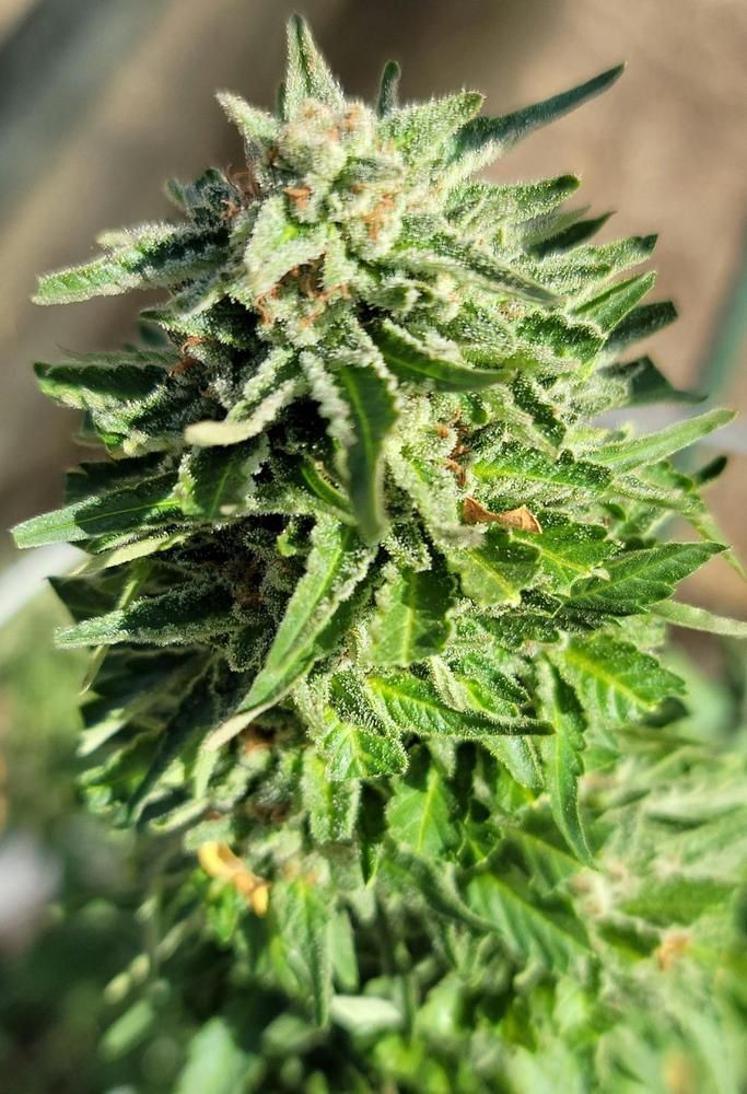 Power Plant Strain Info / Power Plant Weed By ILGM - GrowDiaries