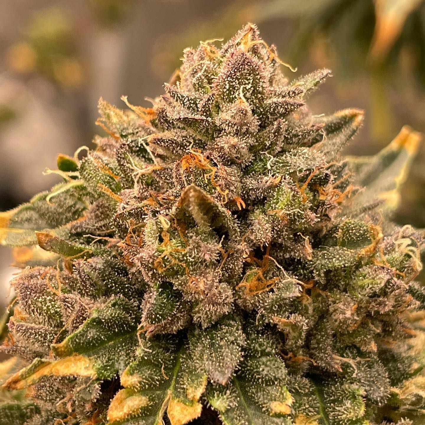 Critical x Bubba Kush Strain Info / Critical x Bubba Kush Weed By ...