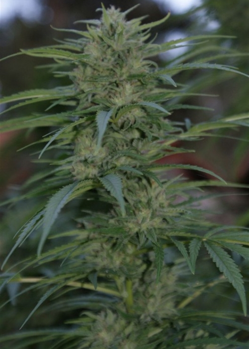 Snow Bud Strain Info / Snow Bud Weed By Dutch Passion - GrowDiaries