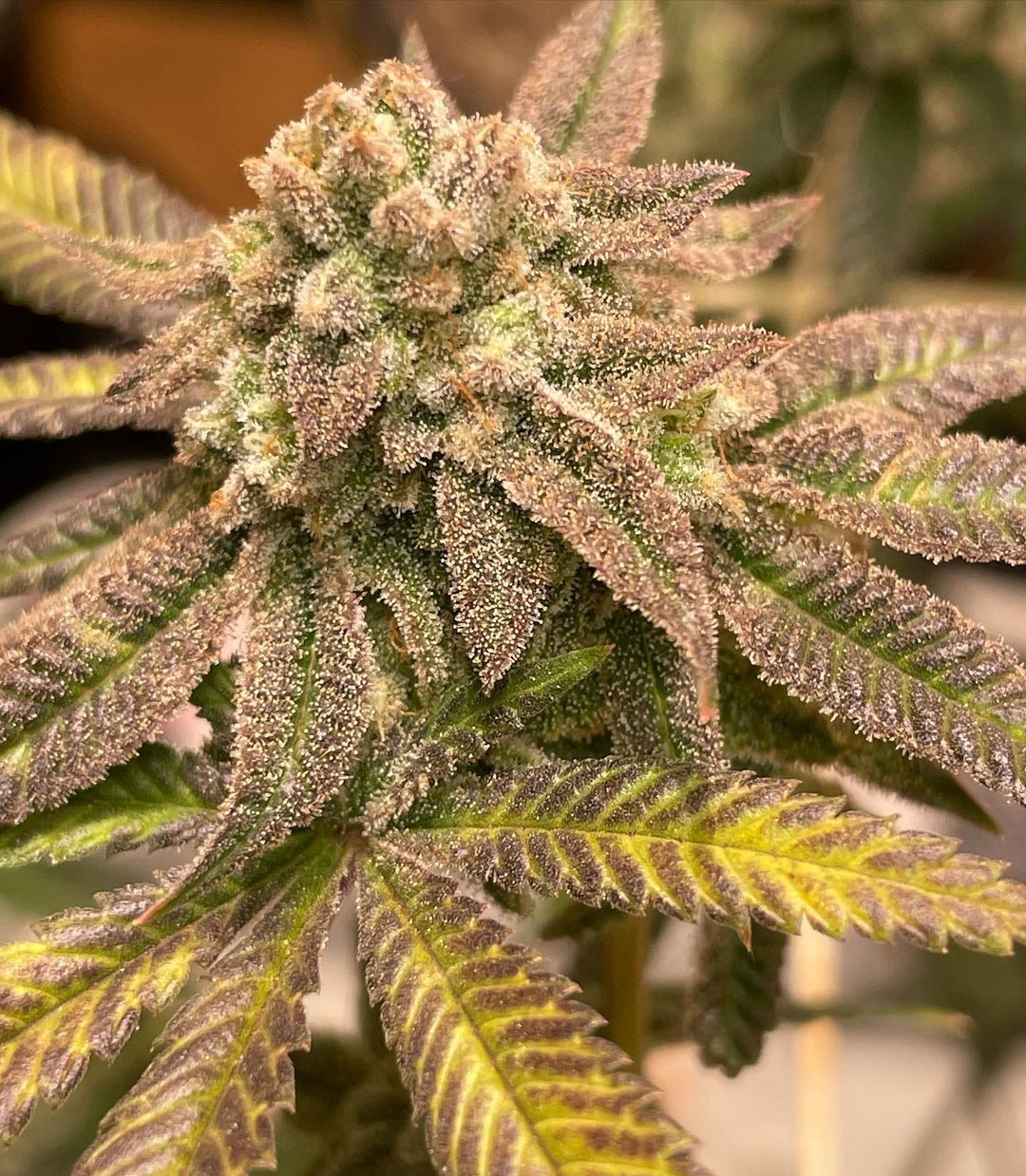 Pink Tsunami Strain Info / Pink Tsunami Weed By Future Genetix ...