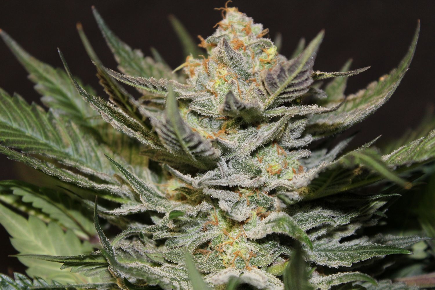 God Bud Strain Info / God Bud Weed By Jordan Of The Islands - GrowDiaries