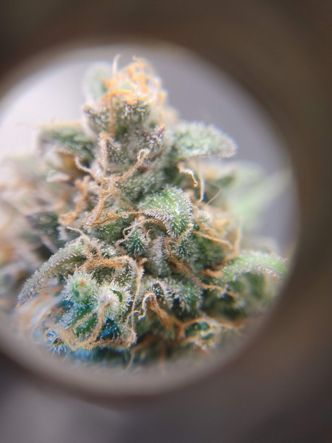 Blueberry Gum #2 Strain Info / Blueberry Gum #2 Weed By G13 Labs ...