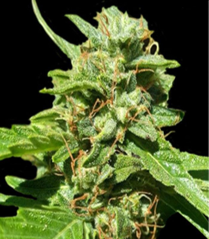 Nepal Gold Strain Info / Nepal Gold Weed By BulkSeedBank - GrowDiaries