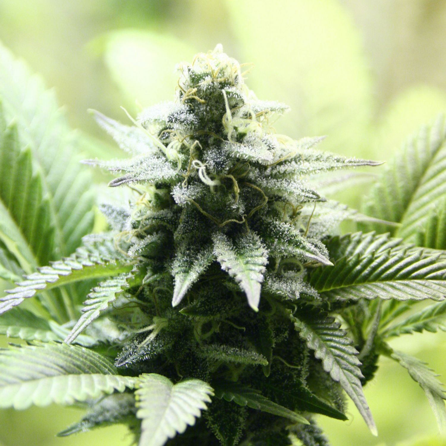 Indica Cream Strain Info / Indica Cream Weed By Kannabia Seed Company ...