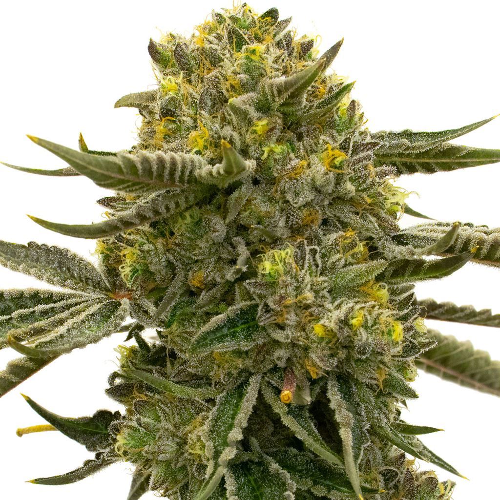 Nikki and Swami's Lemon OG Strain Info / Nikki and Swami's Lemon OG ...