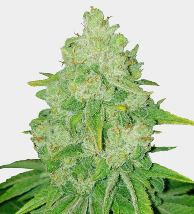 Bruce Banner Fast Strain Info / Bruce Banner Fast Weed By MSNL ...