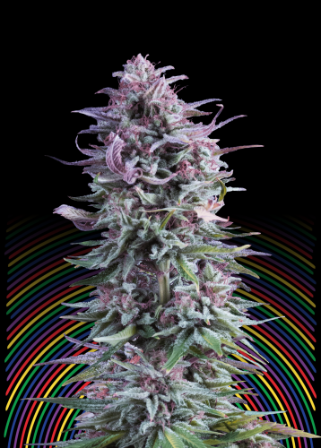 Hypno Zkittlez Strain Info / Hypno Zkittlez Weed By Hypno Seeds ...