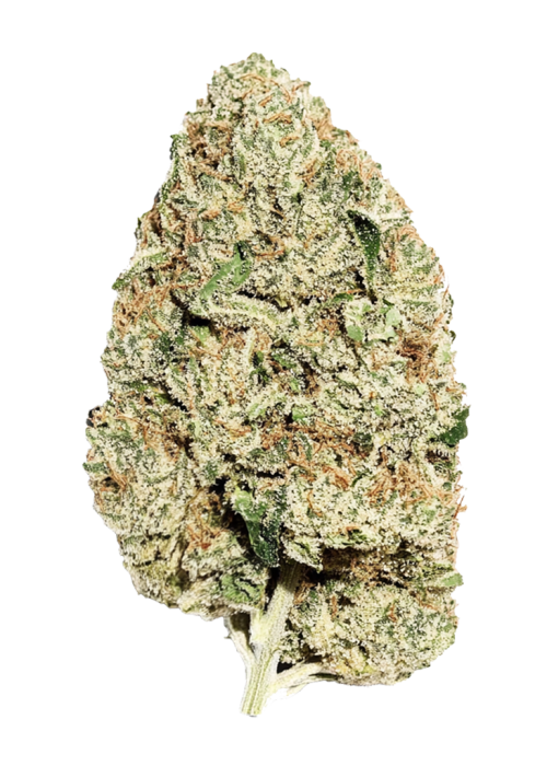 Motorbreath Cannabis Strain Information - GrowDiaries