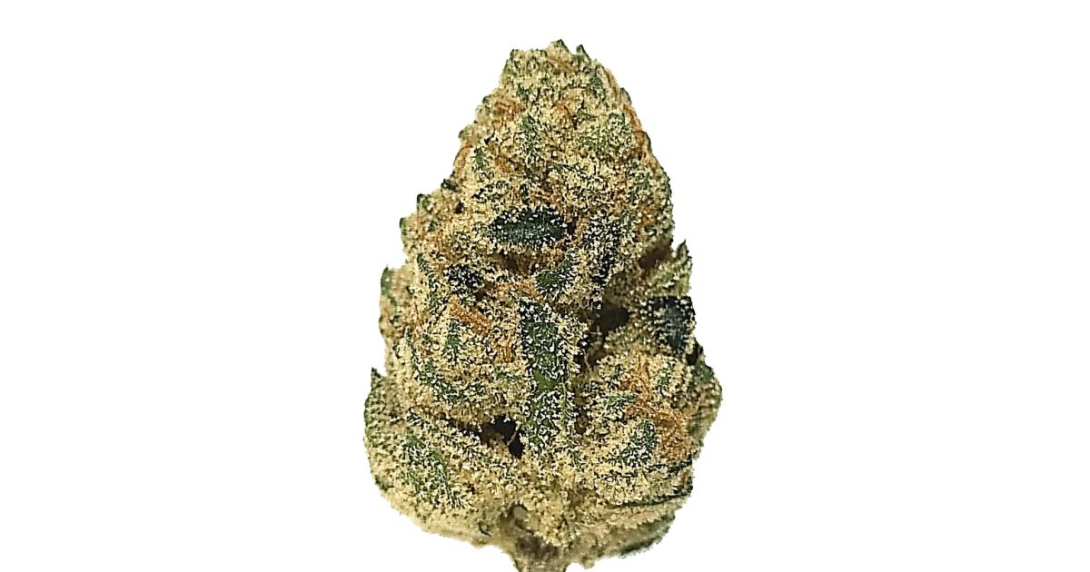 Motorbreath 15 Cannabis Strain Information - GrowDiaries