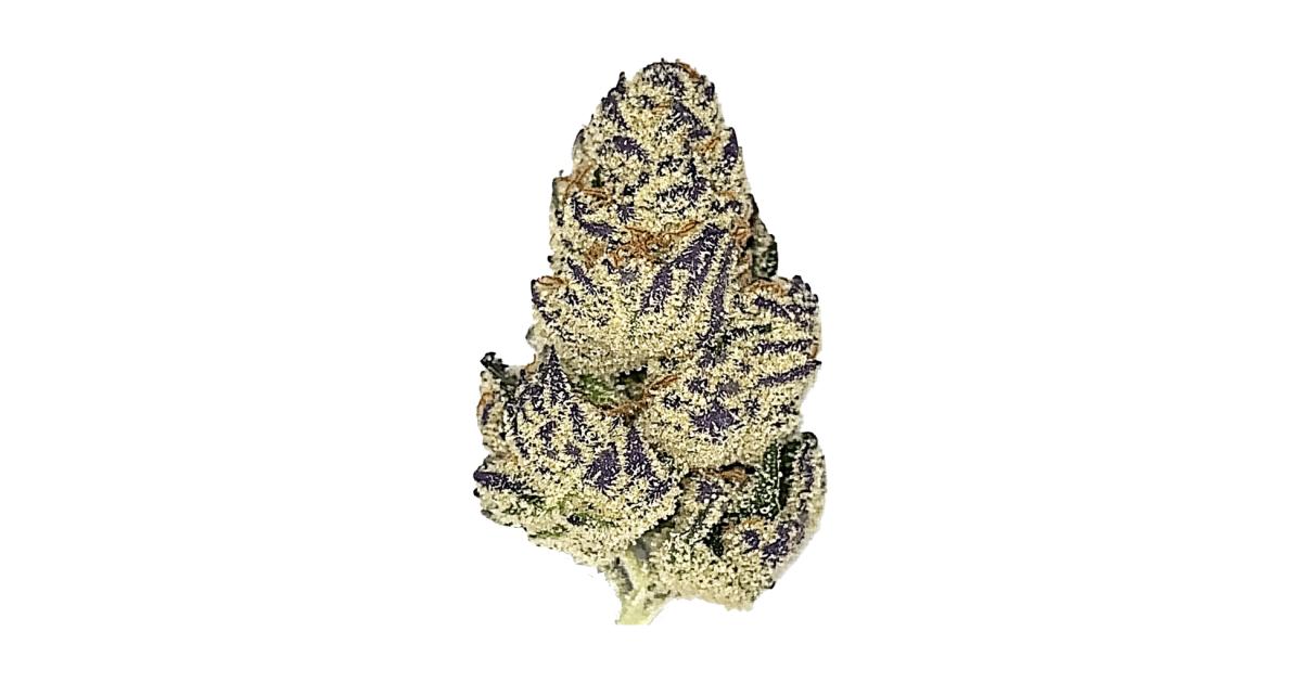 Mango Sherbert Cannabis Strain Information - GrowDiaries