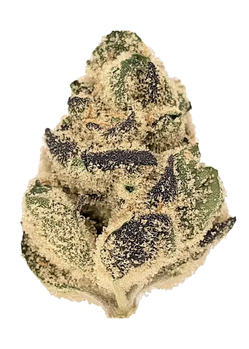 Blue Lobster Cannabis Strain Information GrowDiaries Blue Lobster Cannabis Strain Information GrowDiaries