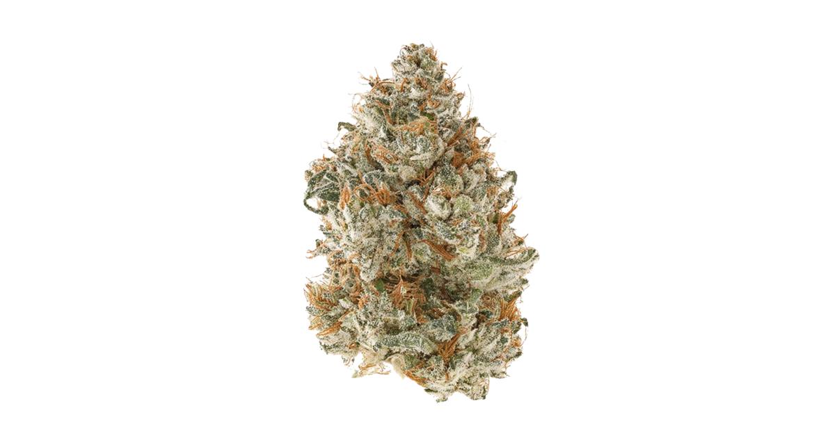 Orange Juice Cannabis Strain Information - GrowDiaries