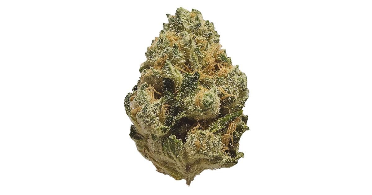 Haze Cannabis Strain Reviews - GrowDiaries
