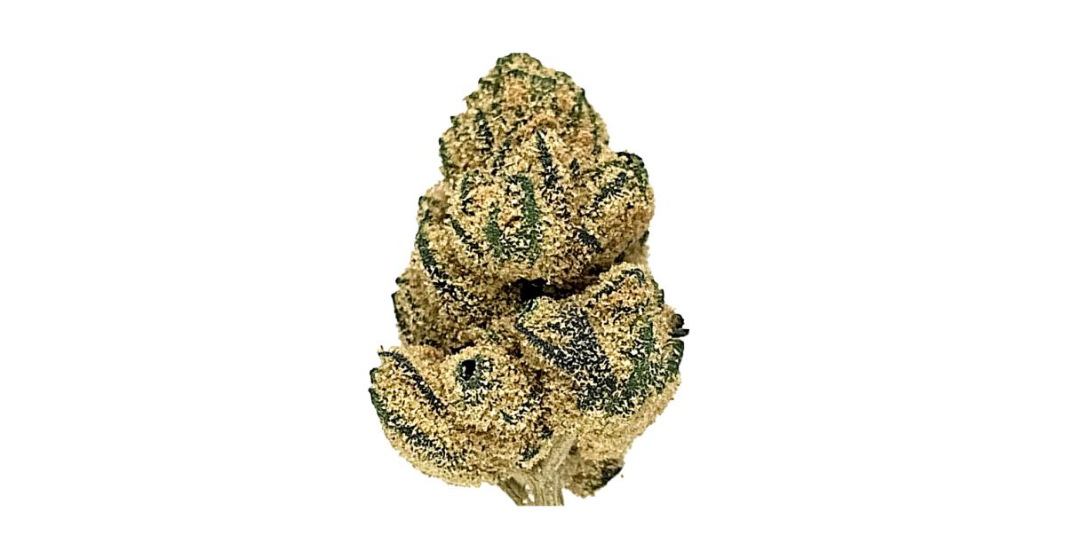 Citrus Punch Cannabis Strain Information - GrowDiaries