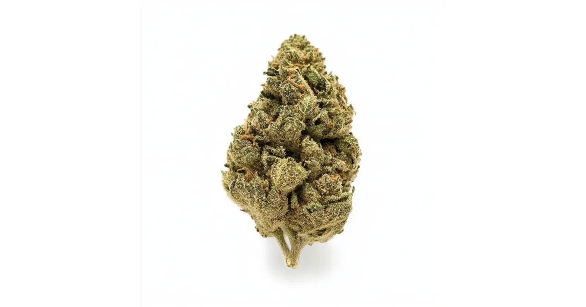Cinderella 99 Cannabis Strain Information - GrowDiaries