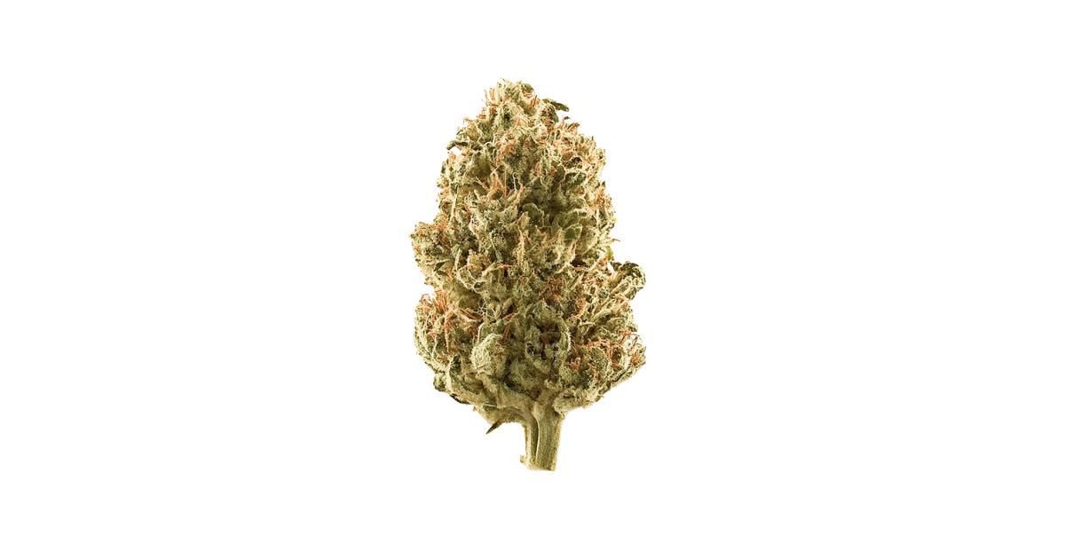 Twisted Citrus Cannabis Strain Information - GrowDiaries