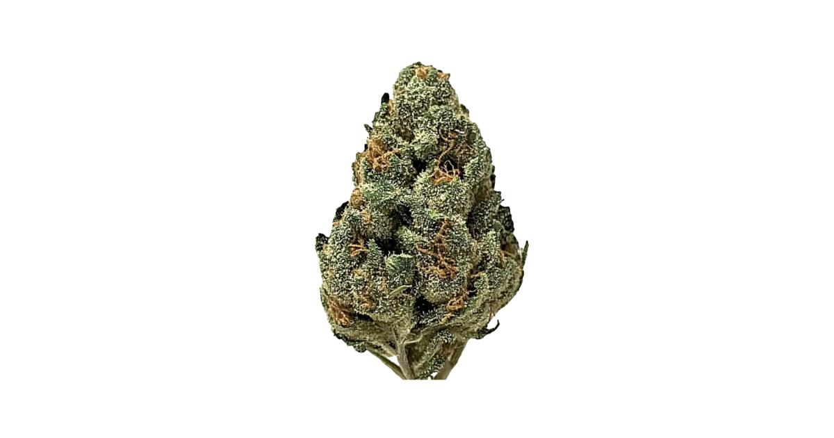 Purple Cheese Cannabis Strain Information - GrowDiaries